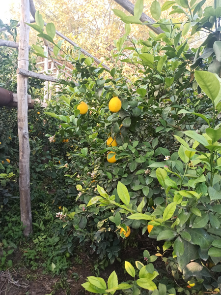 Lemon limon bor sotiladiga