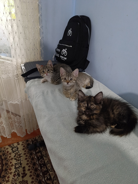 Отдам котят в добрые руки