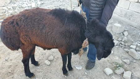 Qòchqor sotiladi