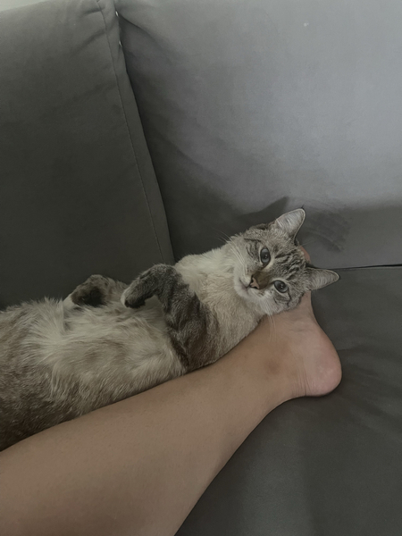 Пропал кот