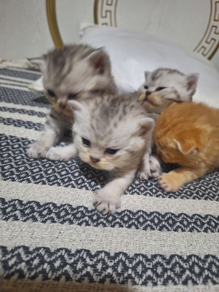 Продаются котята отличной породы. Папа Фолд Мама Страйк .