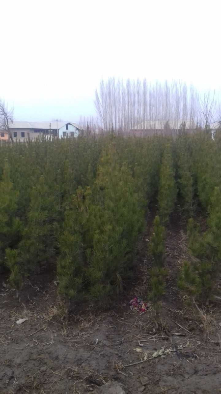 Samarqand_koʻchatlari