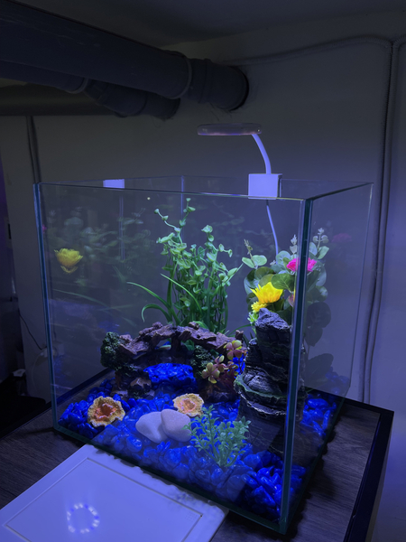 Akvarium Kub 0.6 oynadan yasalgan