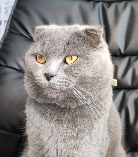 Кот Скоттиш Фолд на вязку