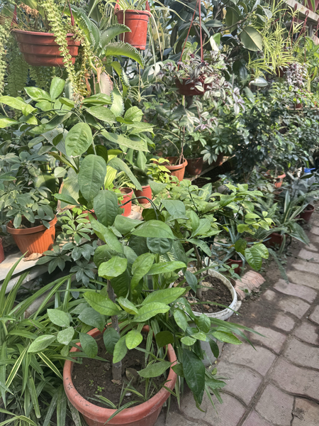 Декаратив гуллар