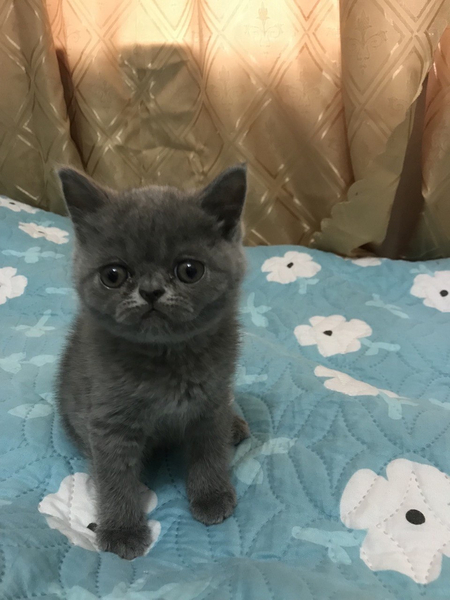 Котёнок от правельной вязки