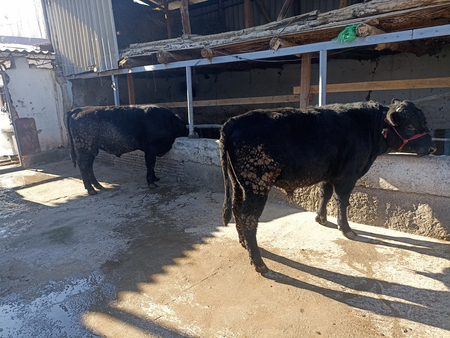 Buqa       angus