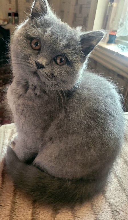 Скотиш страйт