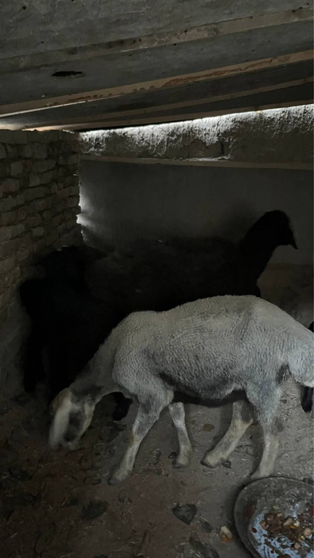 Zotdor qoyla sotiladi
