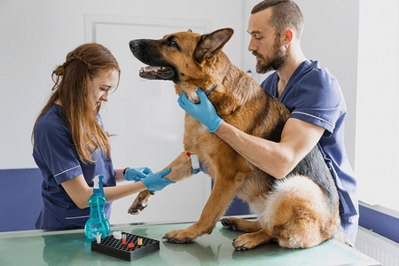 Malakali veterinar xizmati (UZI) ultratovush tekshiruvlari xam mavjud.