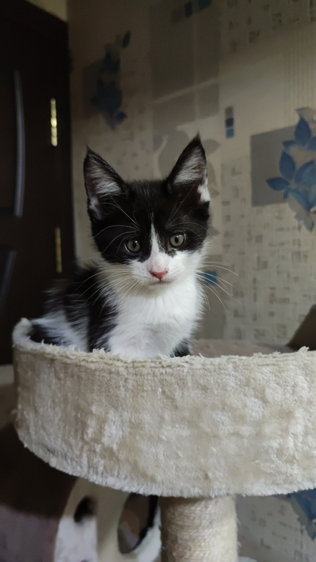 Мей Кун метис  котенок девочка