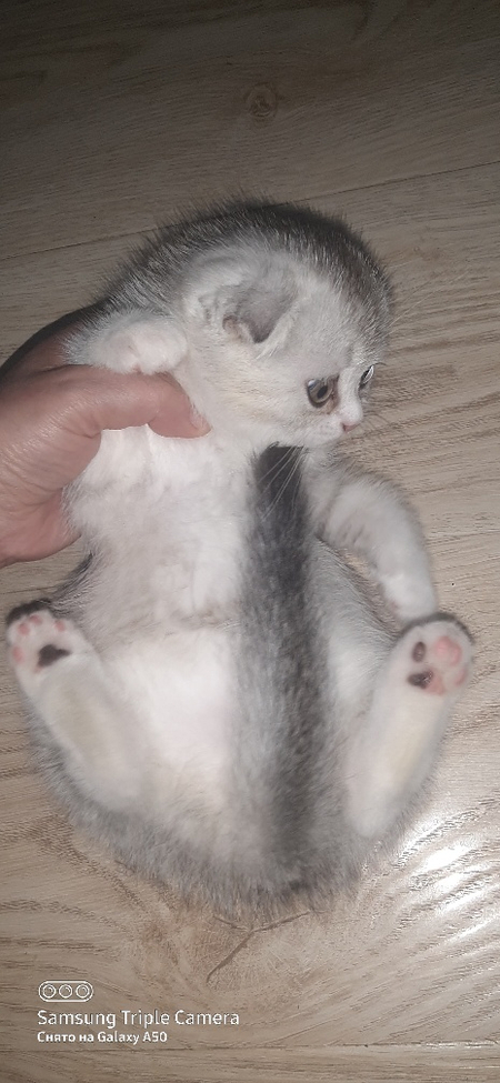 Шладкий скоттиш фолд крупный мальчик