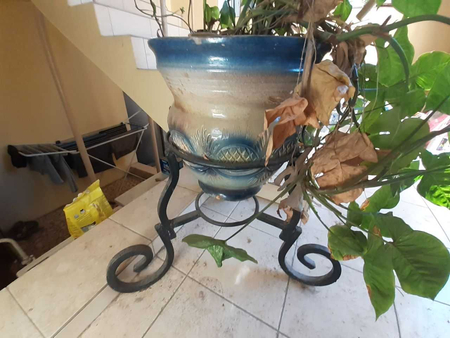 Продам декоративные растения