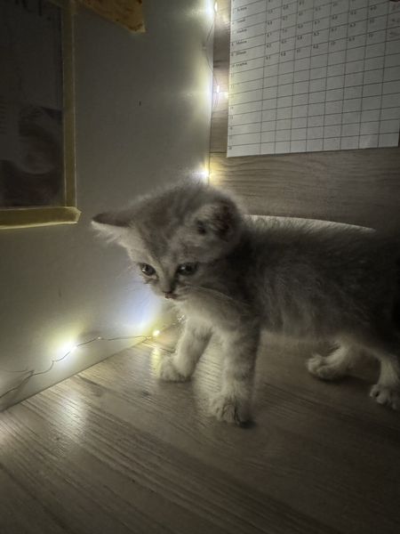 3 месячный котенок