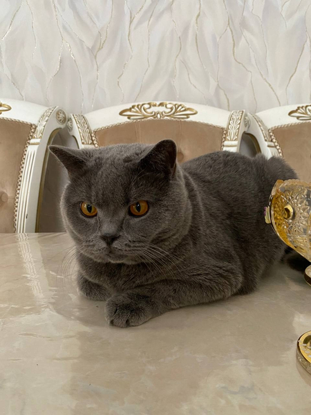 Бретанец, отдаём бесплатно, хорошим рукам