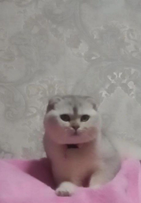 Вязка. Шотландский вислоухий шиншилла