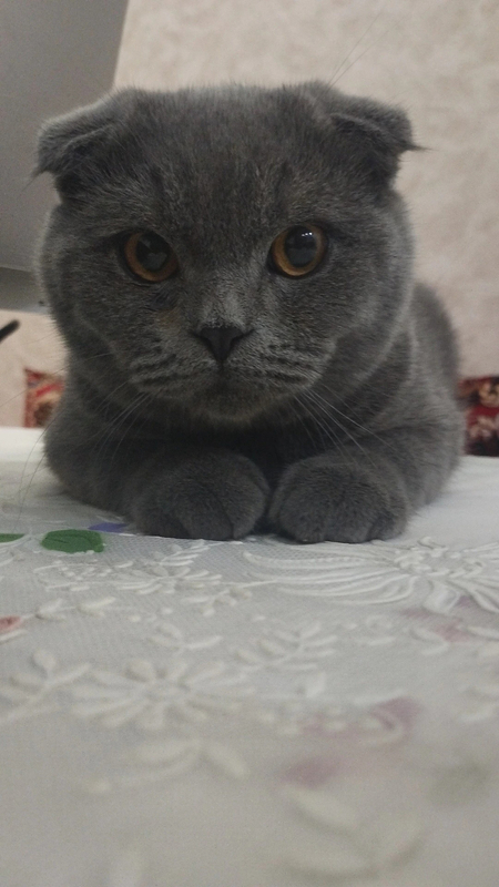 Mushuk, scottish fold