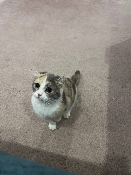 Кошка, породистая