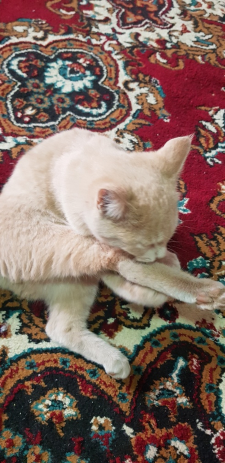 Котёнок Европейский короткошерсный 4 месяца
