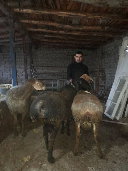 Qoylar sotiladi hayit ayyomiga