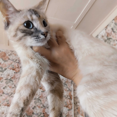 Нежнейшая кошечка с голубыми глазами в добрые руки с договором