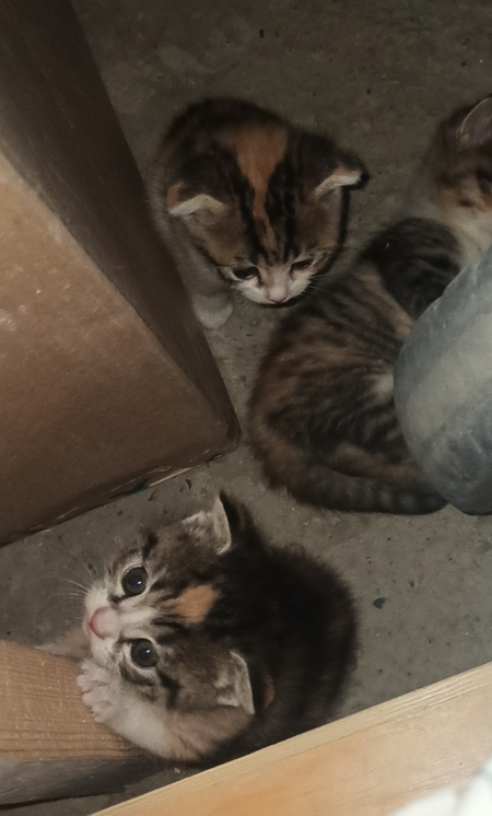 Котята/ мушукчалар