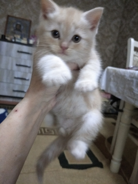 Котята породистые скоттиш фолдики и скоттиш страйт