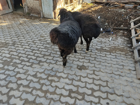 QO'YLAR sotiladi Qassob hizmati va dastafka bepul ichida