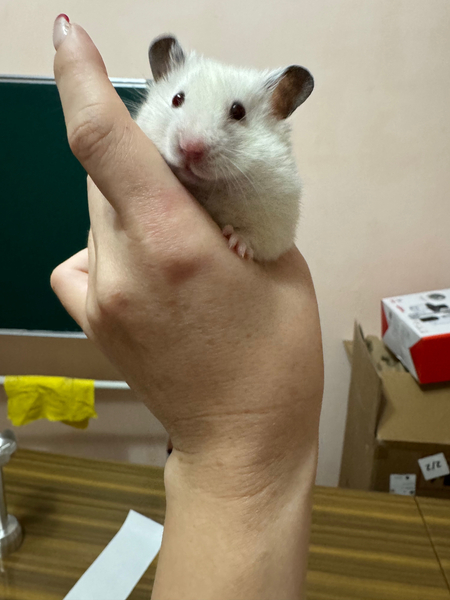 Хомячок с клеткой