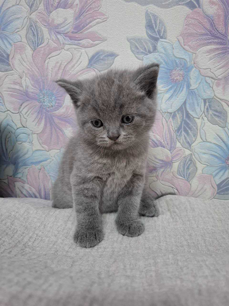 Продаются Шотландские котята