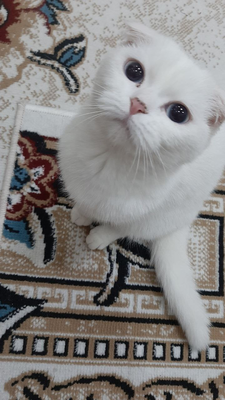 Продается кошка Scotish Fold