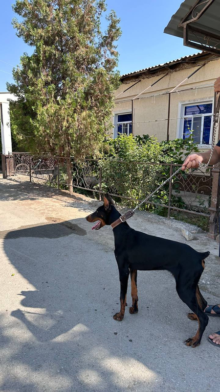 Собака породы Доберман