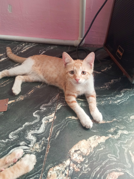 Котик девочка 3месяца