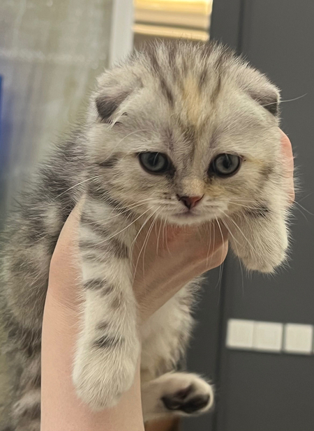 Котенок девочка Порода: Шиншилла мраморного окраса
