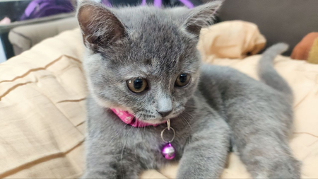 Котенок британец