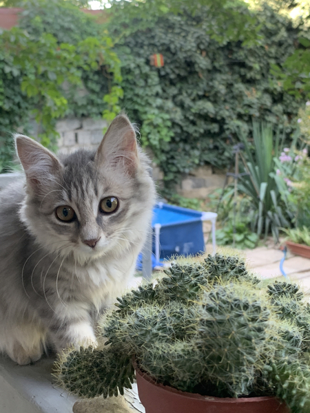 Потстраиваются котята (девочки)