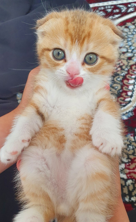 Scottish fold paroda sotiladi 250$