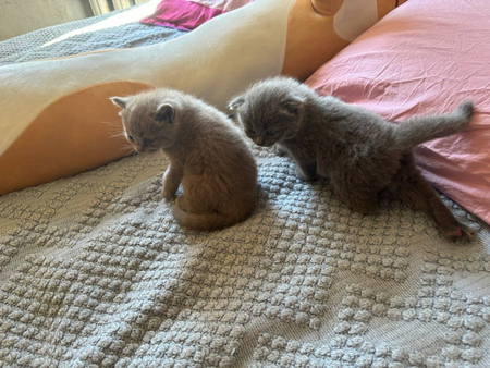 Скотиш фолд и страйт девочки