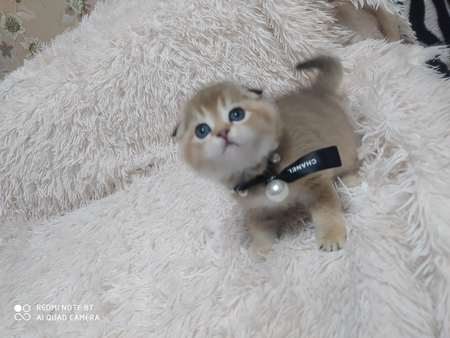 Котёнок золотой шиншилы чистокровный