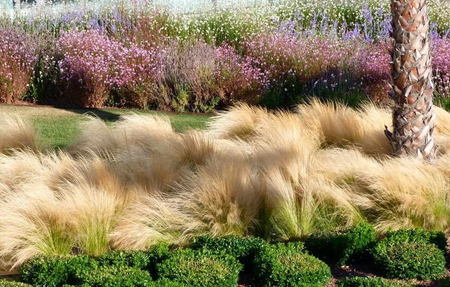 Ковыль красивейший (Stipa pulcherrima)