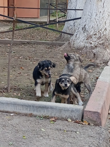 Красивые щенята.