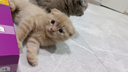 Продаётся котенок