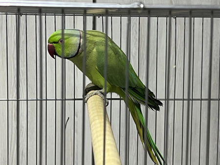 Ajerella sotiladi