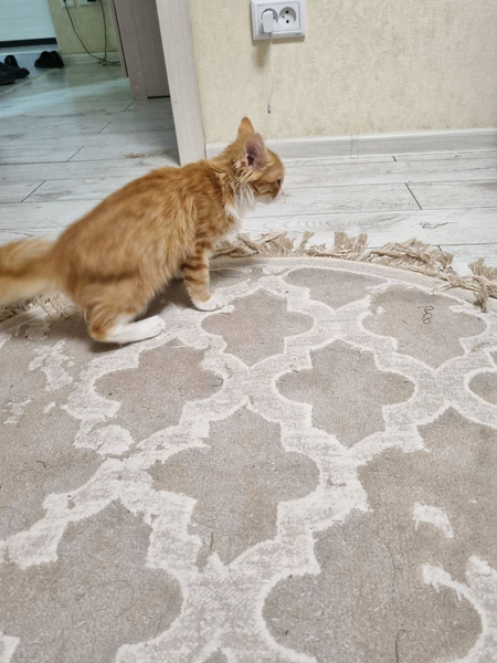 Норвежский лесной котёнок!