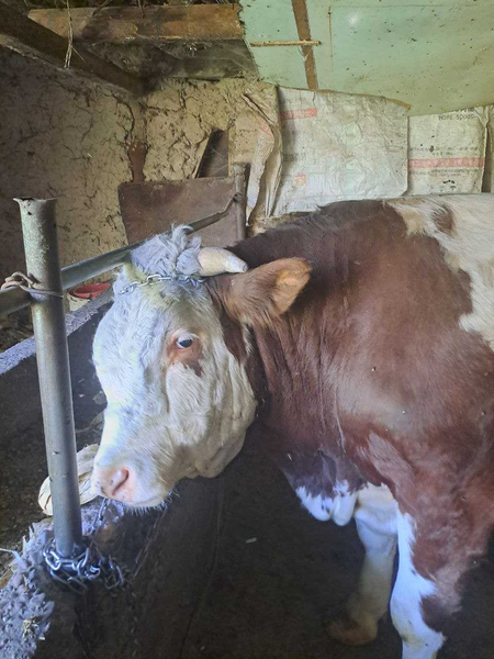 Buqa sotiladi qurbonlikka srochna