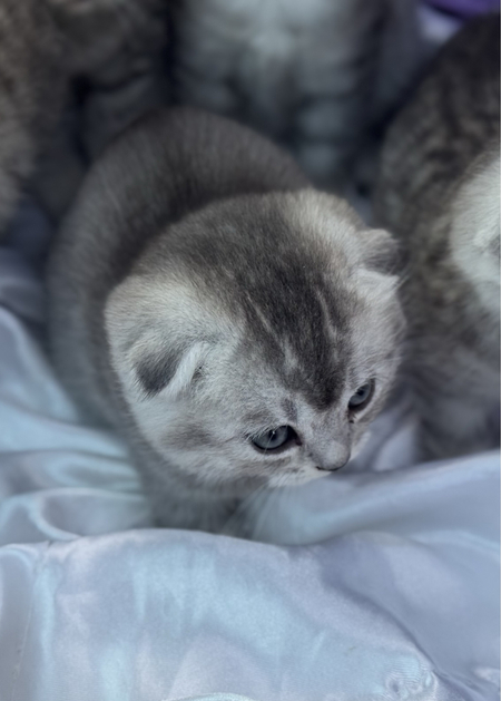 Серебряная шиншилла медвежаты Чистокровные