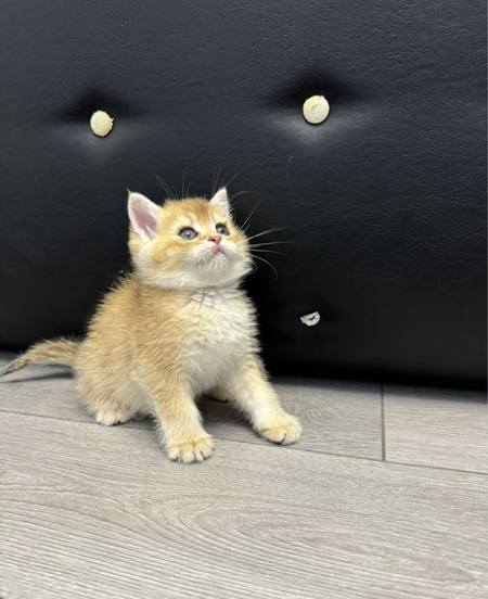 Продается котенок золотая шиншилла