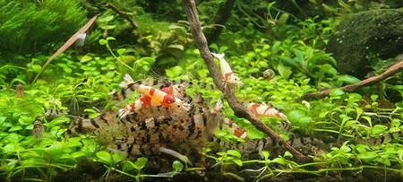 Аквариумные креветки (neocaridina)