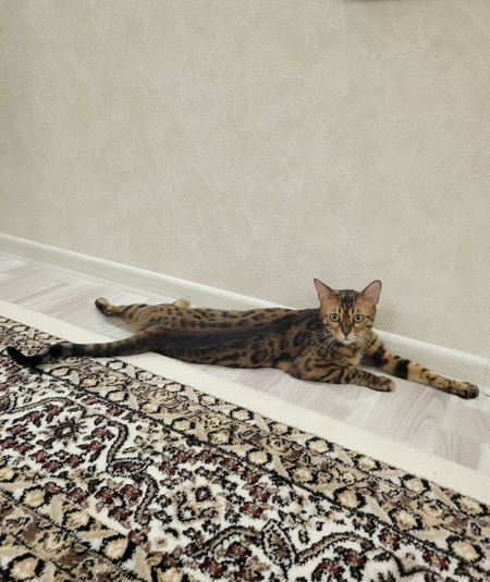 Bengalski mushuk