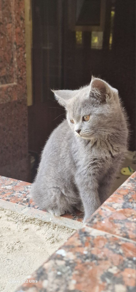 Продаются кошечки
